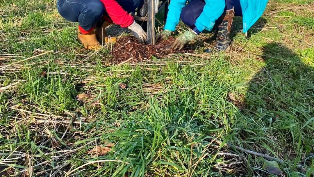 Film festival to show council-led documentary on tree planting project ...